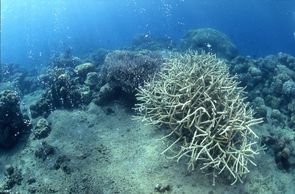 CO2_Coral_Bubble_Bath001 – Watts Up With That?