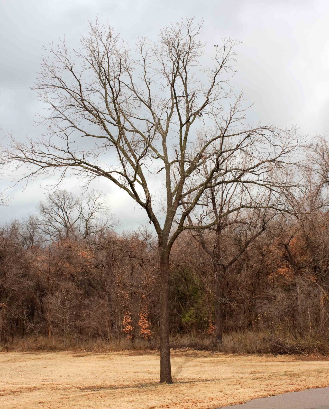 deming_walnut_1_medium – Watts Up With That?