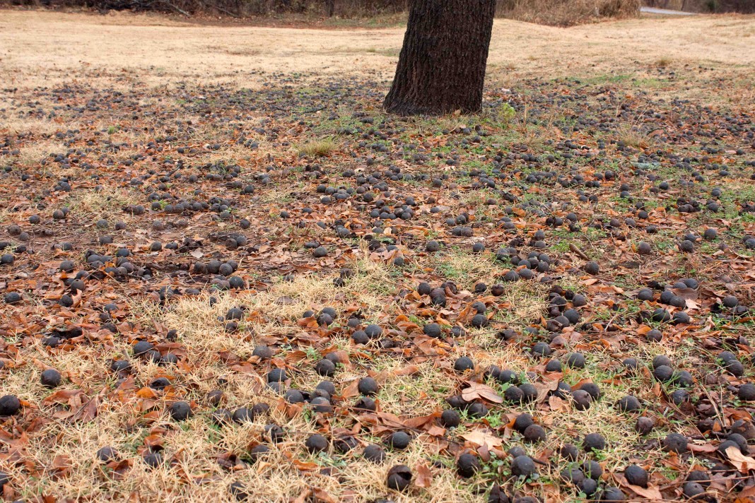 deming_walnut_2_medium – Watts Up With That?