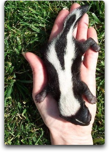 Between The Warm And The Wild – Watts Up With That?