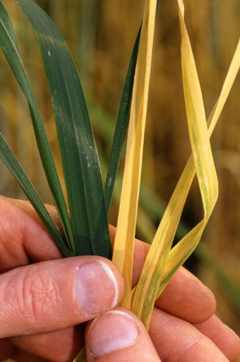 Barley Yellow Dwarf Disease – Watts Up With That?