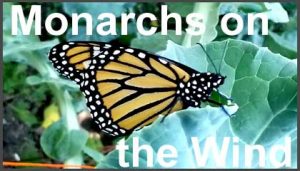 Monarch Migration: 2019 - Watts Up With That?