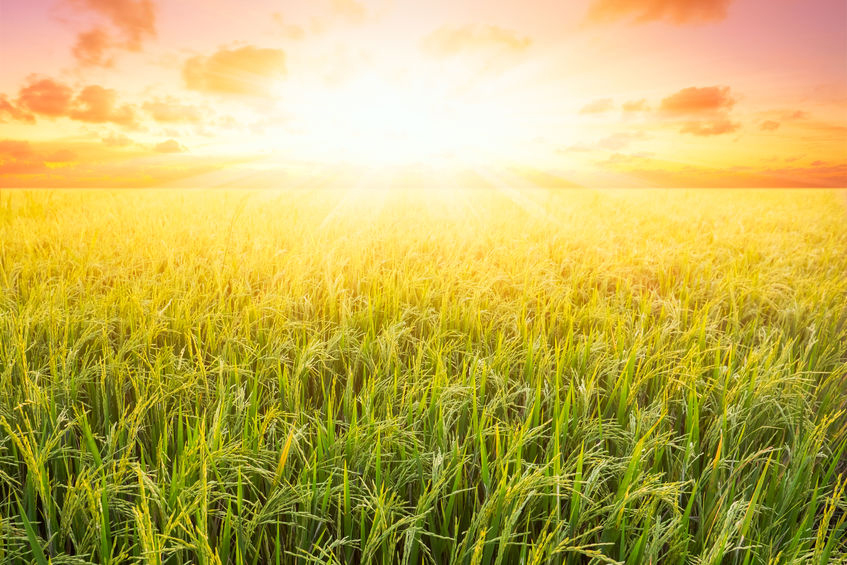 Rice genetically engineered to resist heat waves can also produce up to ...