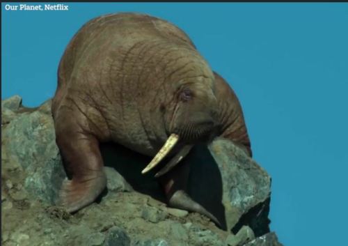 Attenborough’s cliff-dying walrus convinced elite Davos influencers of ...