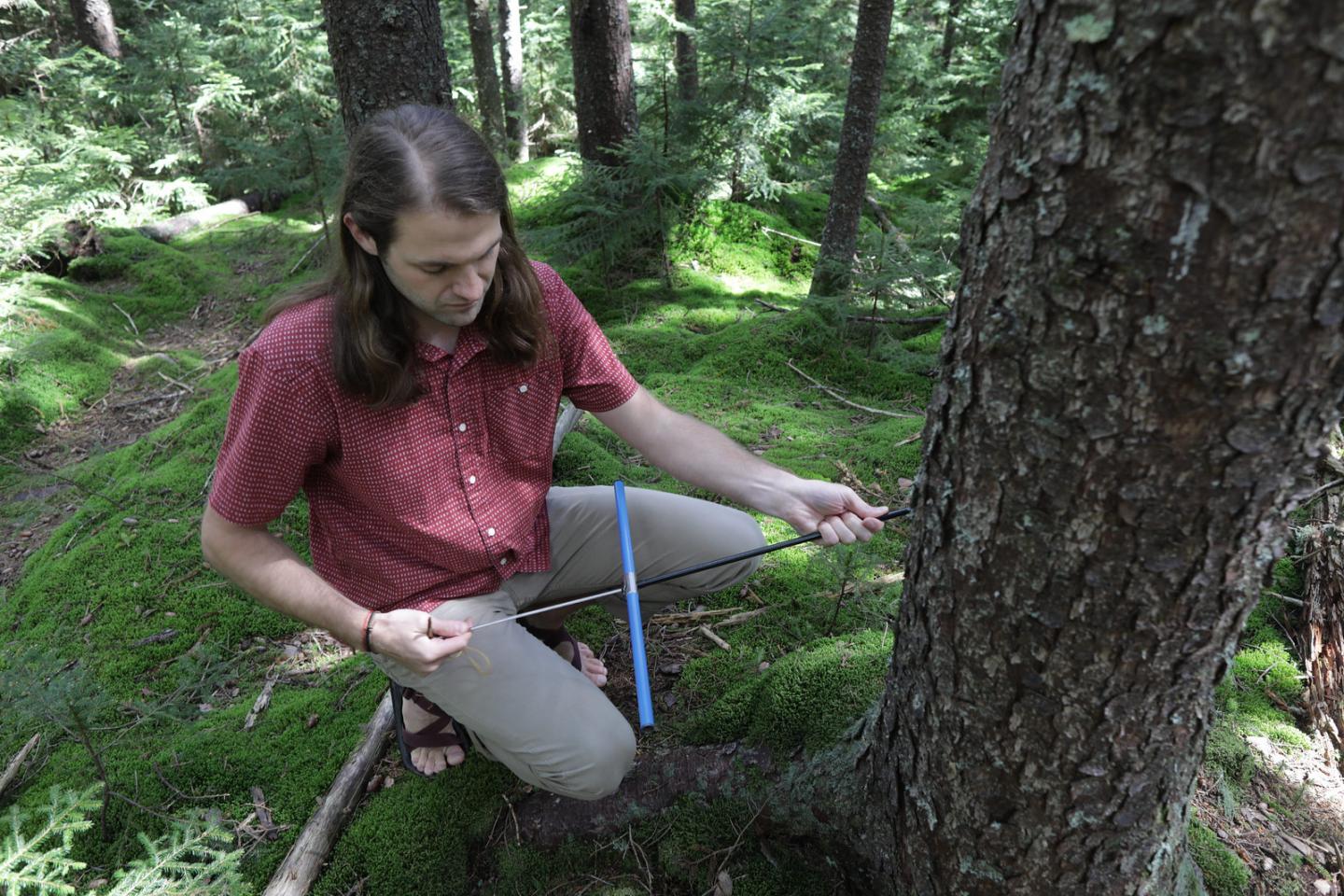 WVU biologists uncover forests’ unexpected role in climate change ...