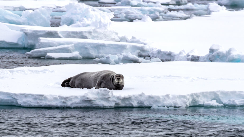Adult bearded seal reclines on an ice floe in Svalbard – Watts Up With ...