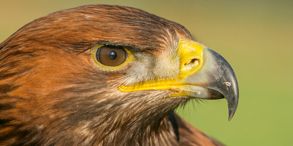 Golden eagle, Aquila chrysaetos – Watts Up With That?