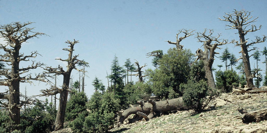 Low-Res_ Bou lkhitane dying giants, landscape foemat.JPG – Watts Up ...