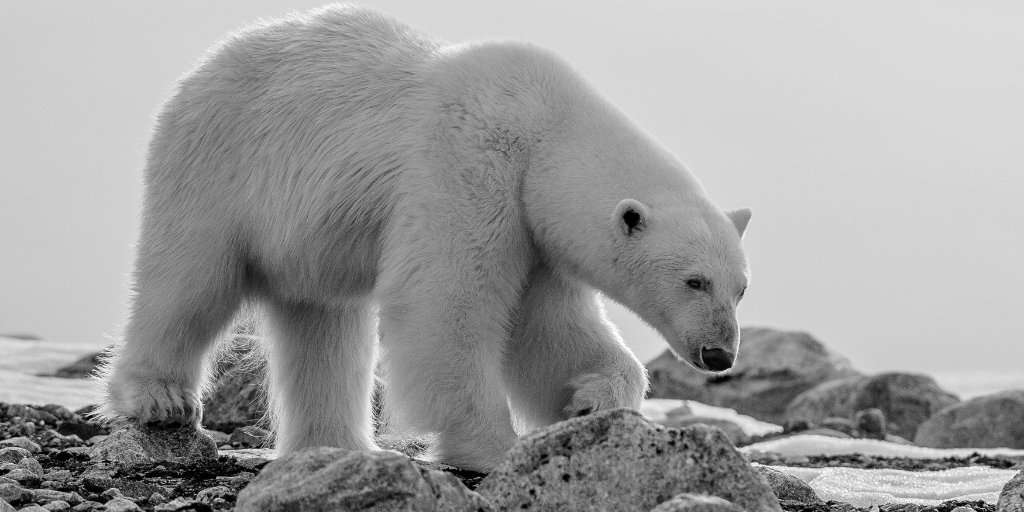 Conservation Officers Misleading the Public about Polar Bear Problems ...