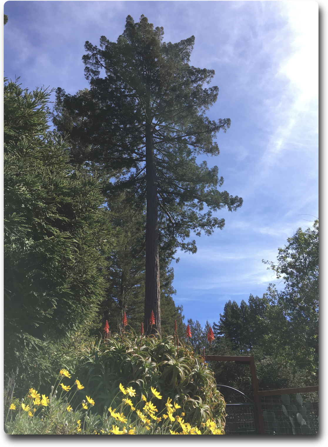 spring day lauri lane – Watts Up With That?