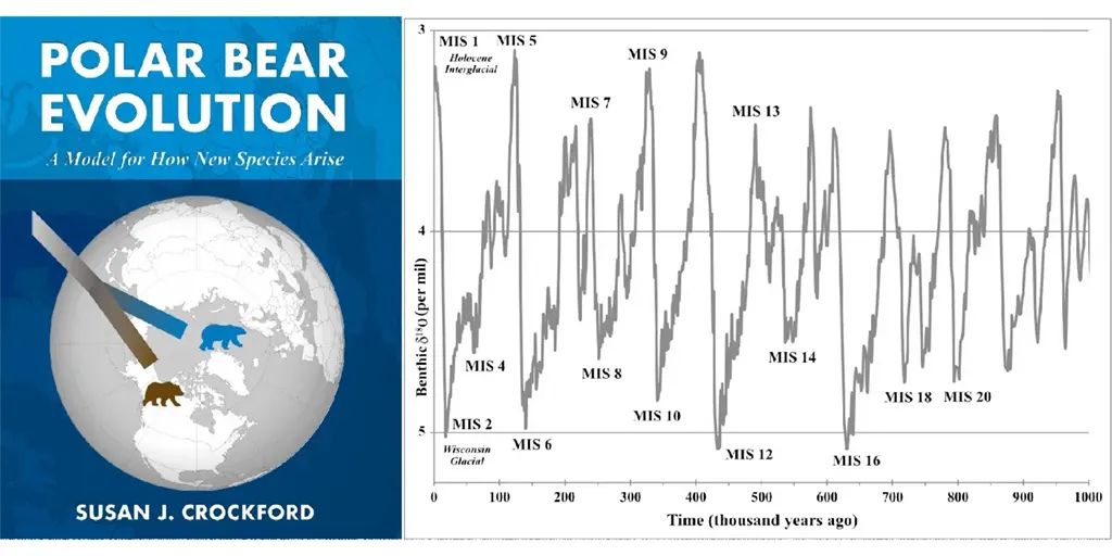 The story of polar bear evolution could not be told without discussing ...