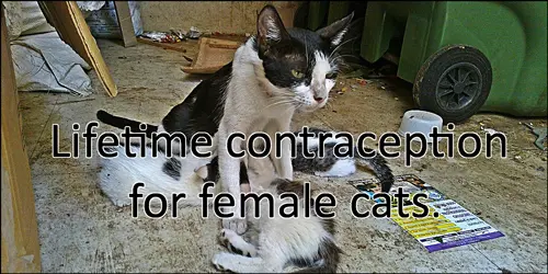 Good News? Lifetime contraception for female cats. – Watts Up With That?