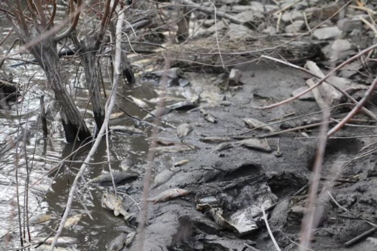 Dead-fish-768×511-1 – Watts Up With That?