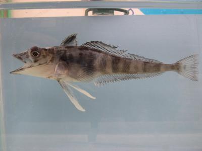 A fish story from Antarctica – Watts Up With That?